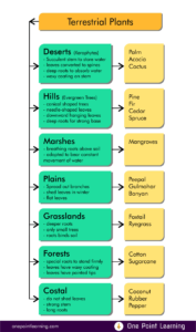 Adaptations in plants Class 4 Free Worksheet PDF