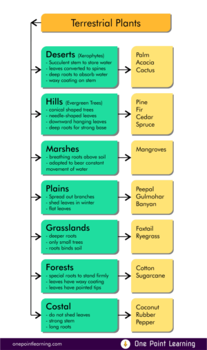 Adaptations in plants Class 4 Free Worksheet PDF