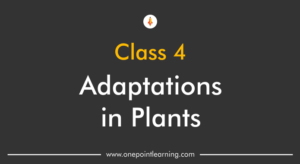 Adaptations in plants Class 4 Free Worksheet PDF